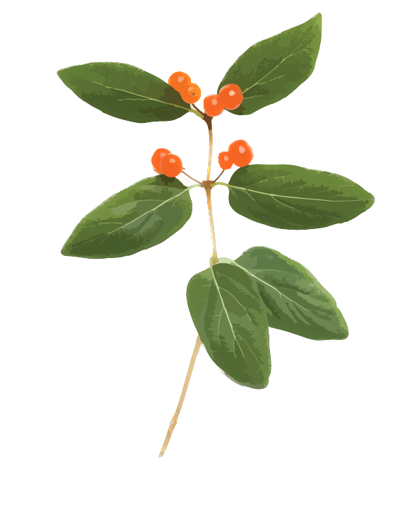 Visit Casa Orgánica